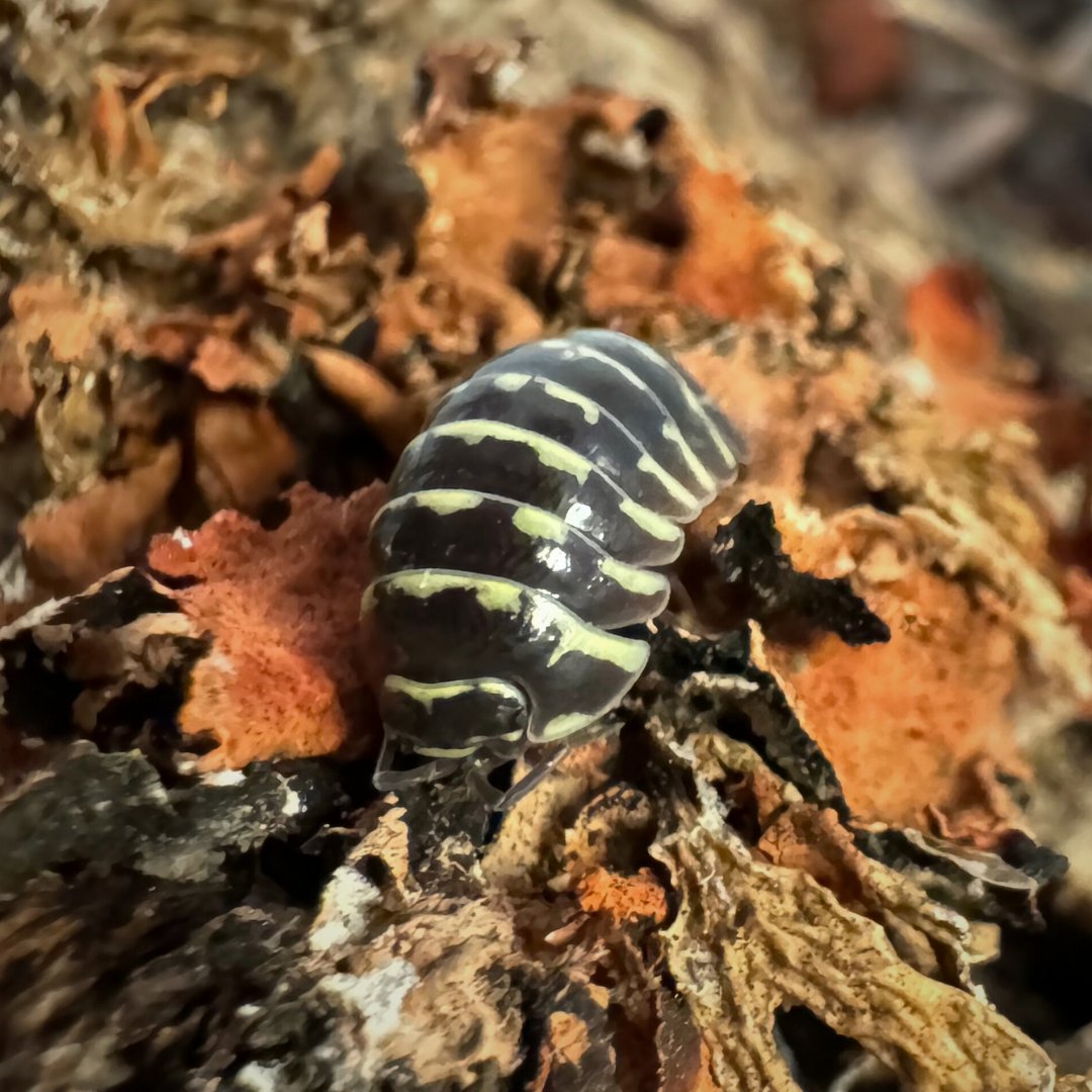 Isopods – Pretty Ugly Things