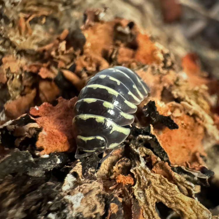 Isopod setup guide – Pretty Ugly Things